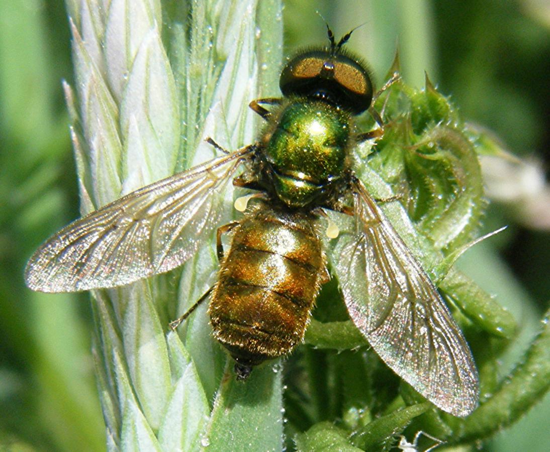 Broad Centurion | NatureSpot