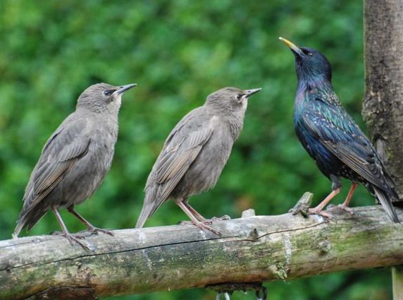 Starling | NatureSpot