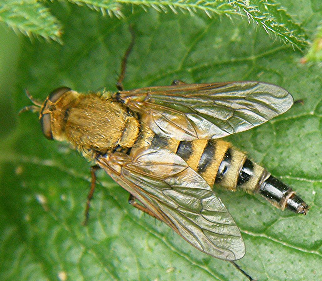 Thereva nobilitata | NatureSpot