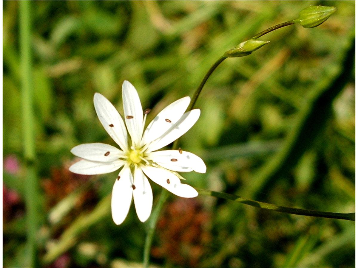 Lesser Stitchwort | NatureSpot