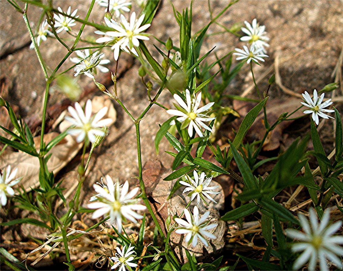 Lesser Stitchwort | NatureSpot