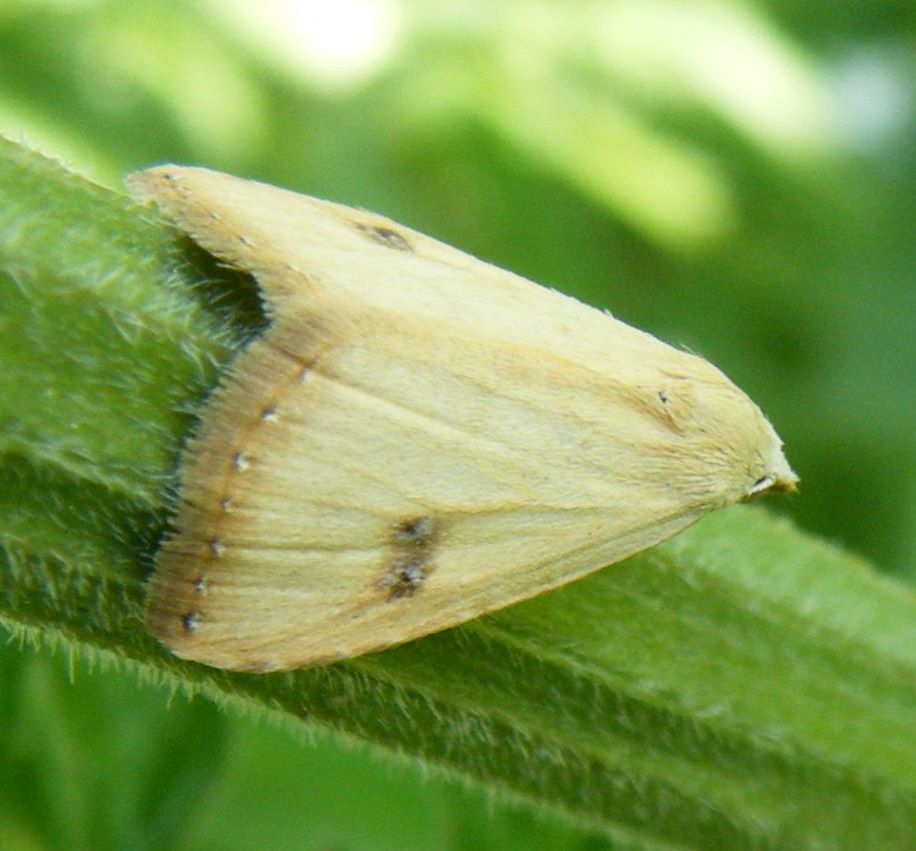 Straw Dot | NatureSpot
