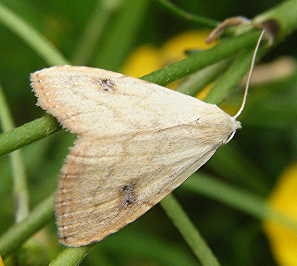 Straw Dot | NatureSpot