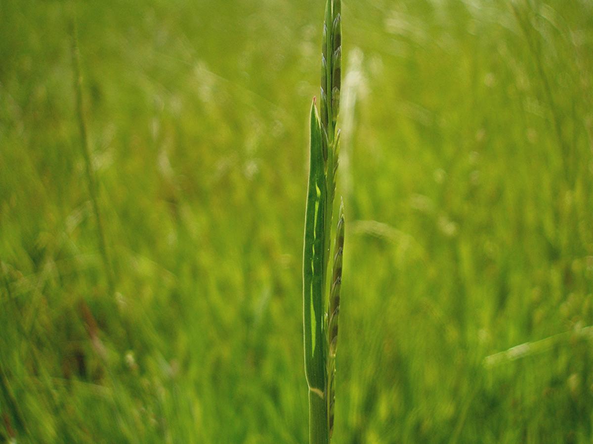 Floating Sweet-grass | NatureSpot