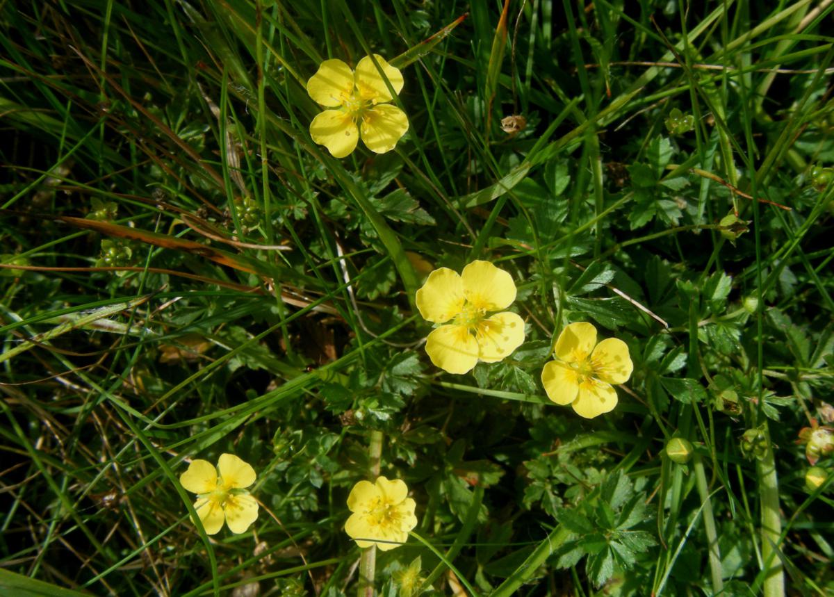 Tormentil | NatureSpot