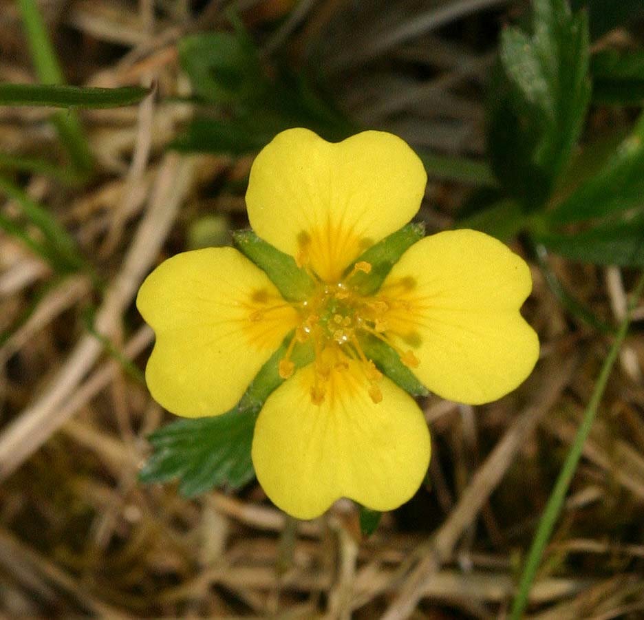 Tormentil | NatureSpot