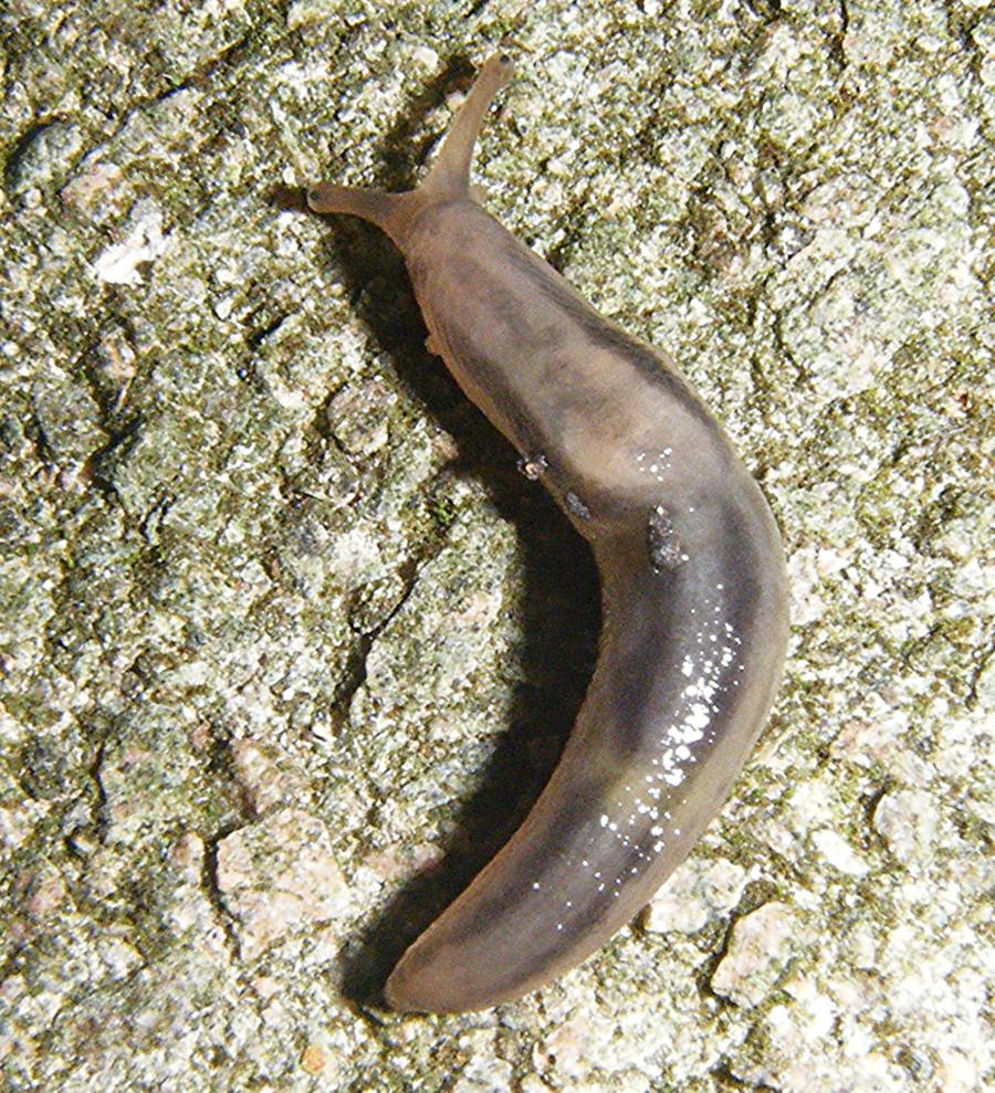 Tree Slug | NatureSpot