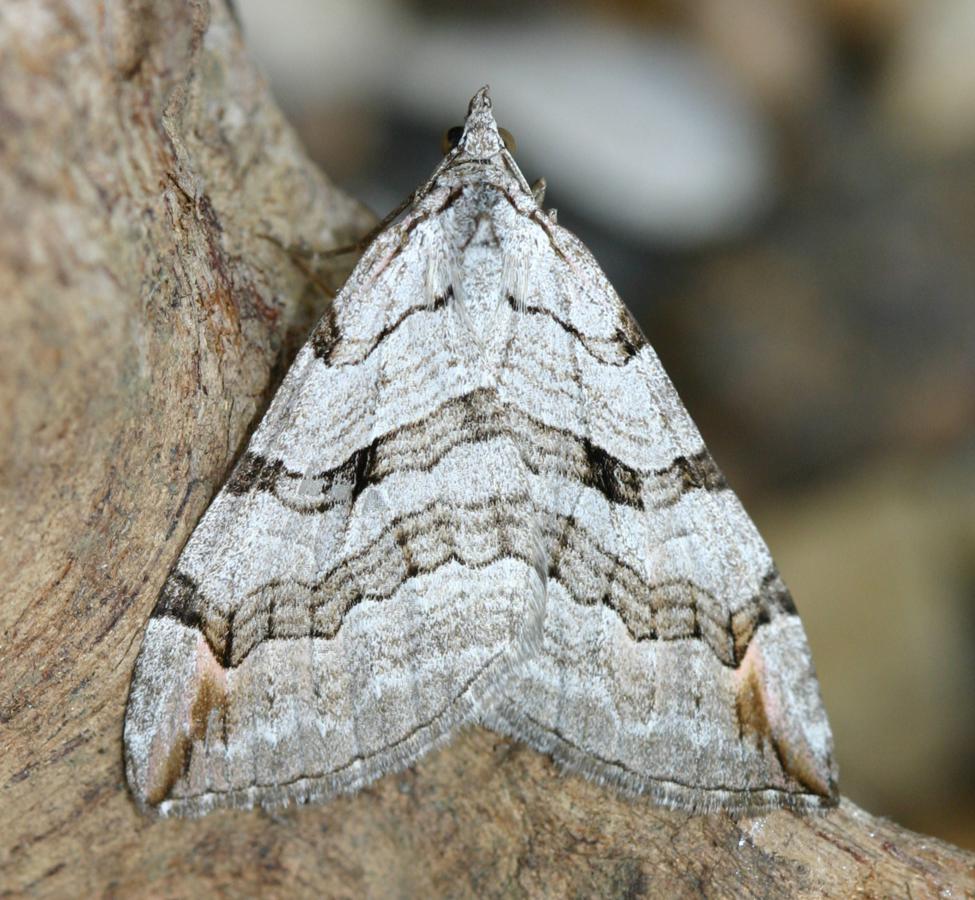 Treble-bar | NatureSpot