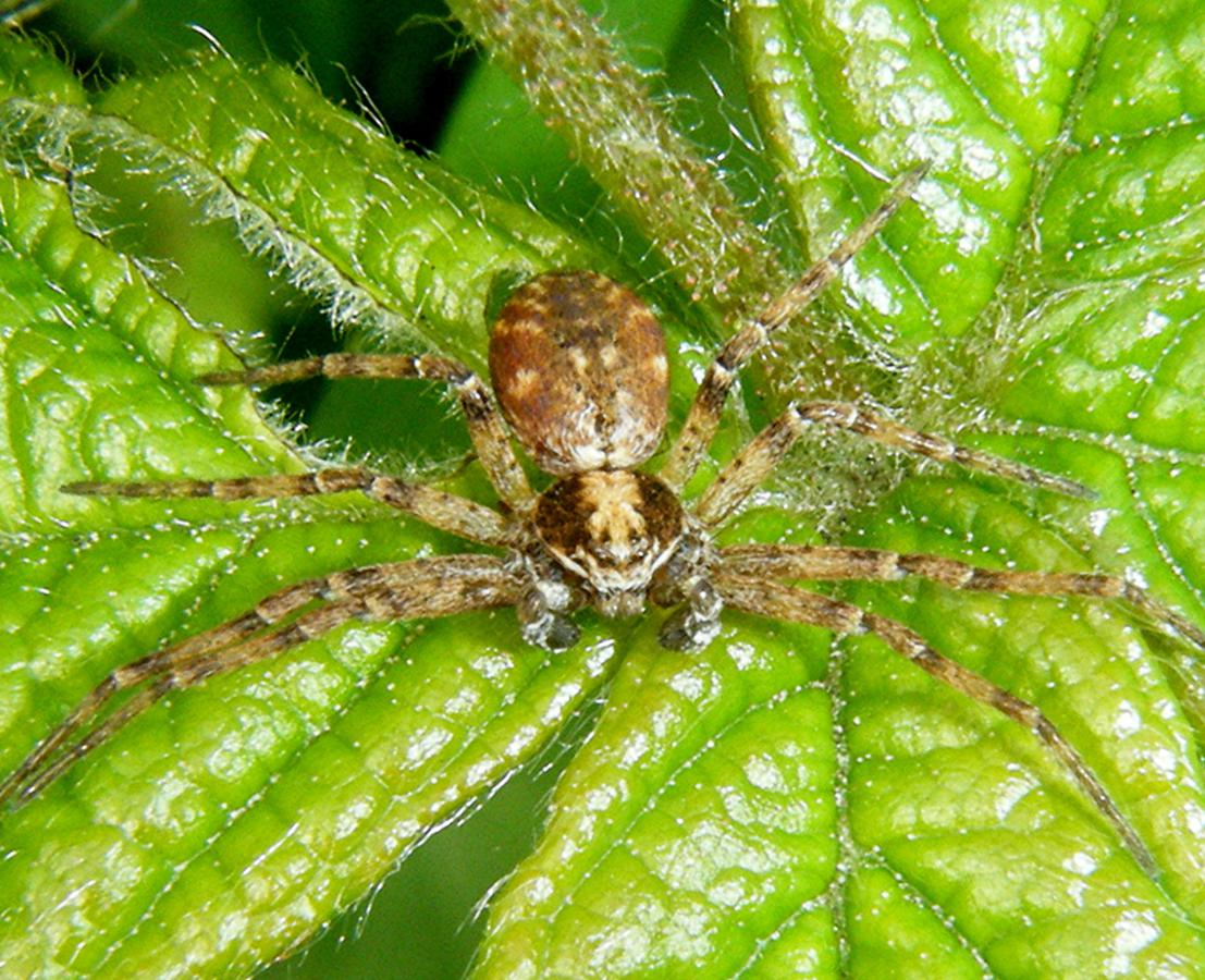 Turf Running-spider | NatureSpot
