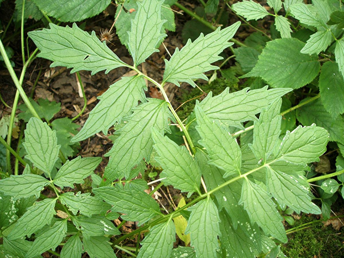 Common Valerian | NatureSpot