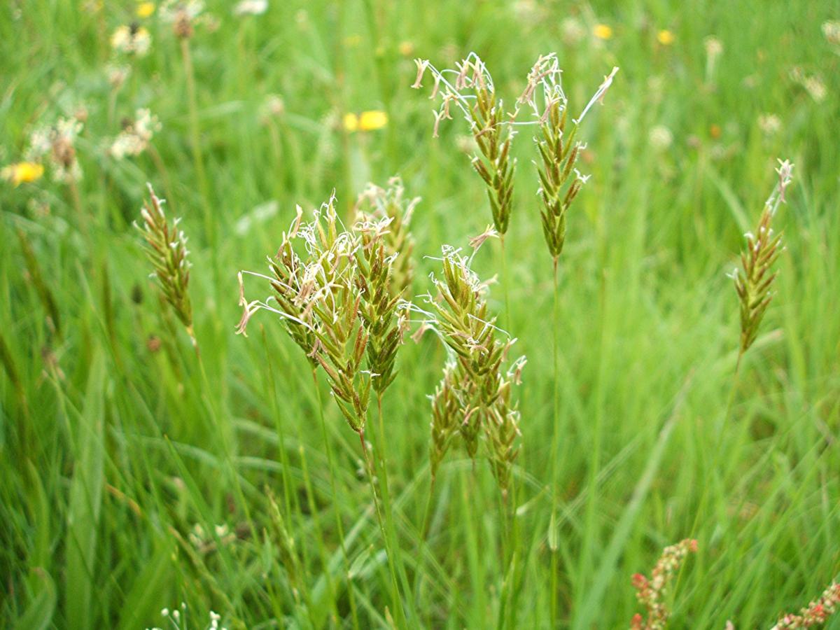 Sweet Vernal-grass | NatureSpot