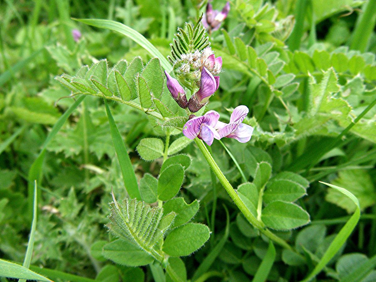 Bush Vetch | NatureSpot