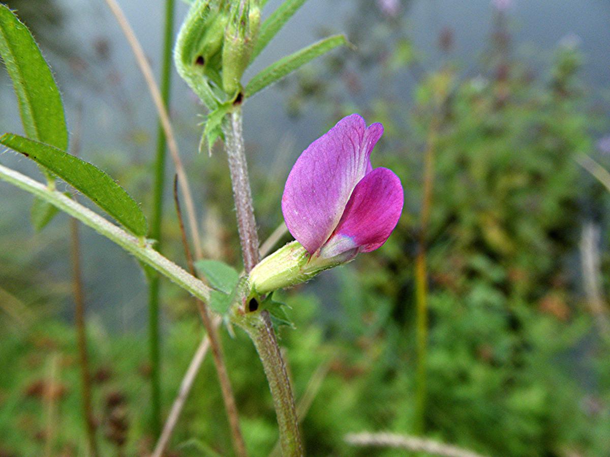Common Vetch | NatureSpot