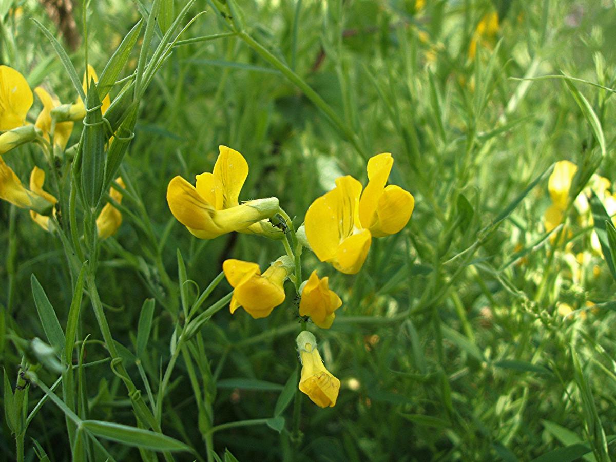Meadow Vetchling | NatureSpot