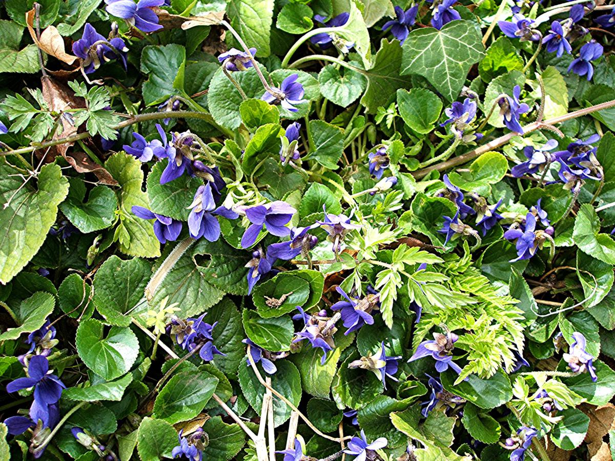 Sweet Violet | NatureSpot