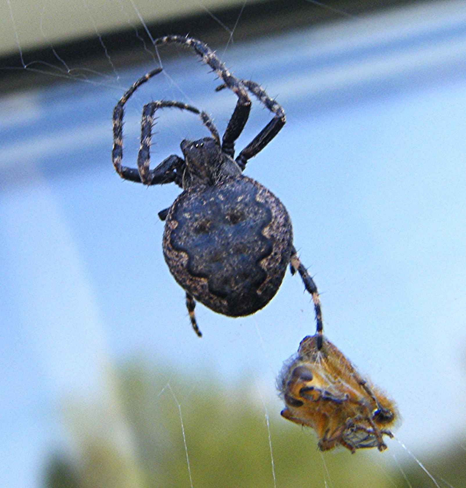 Walnut Orb Weaver | NatureSpot