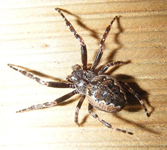 Walnut Orb Weaver | NatureSpot