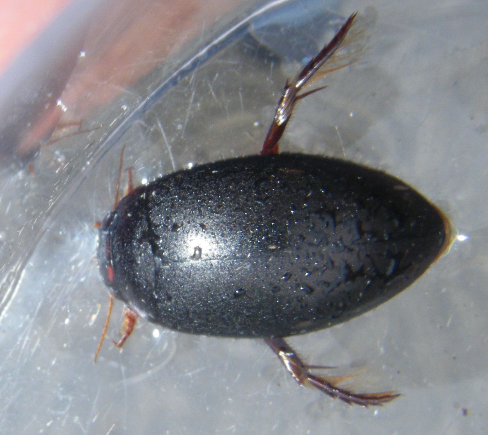 Ilybius subaeneus | NatureSpot