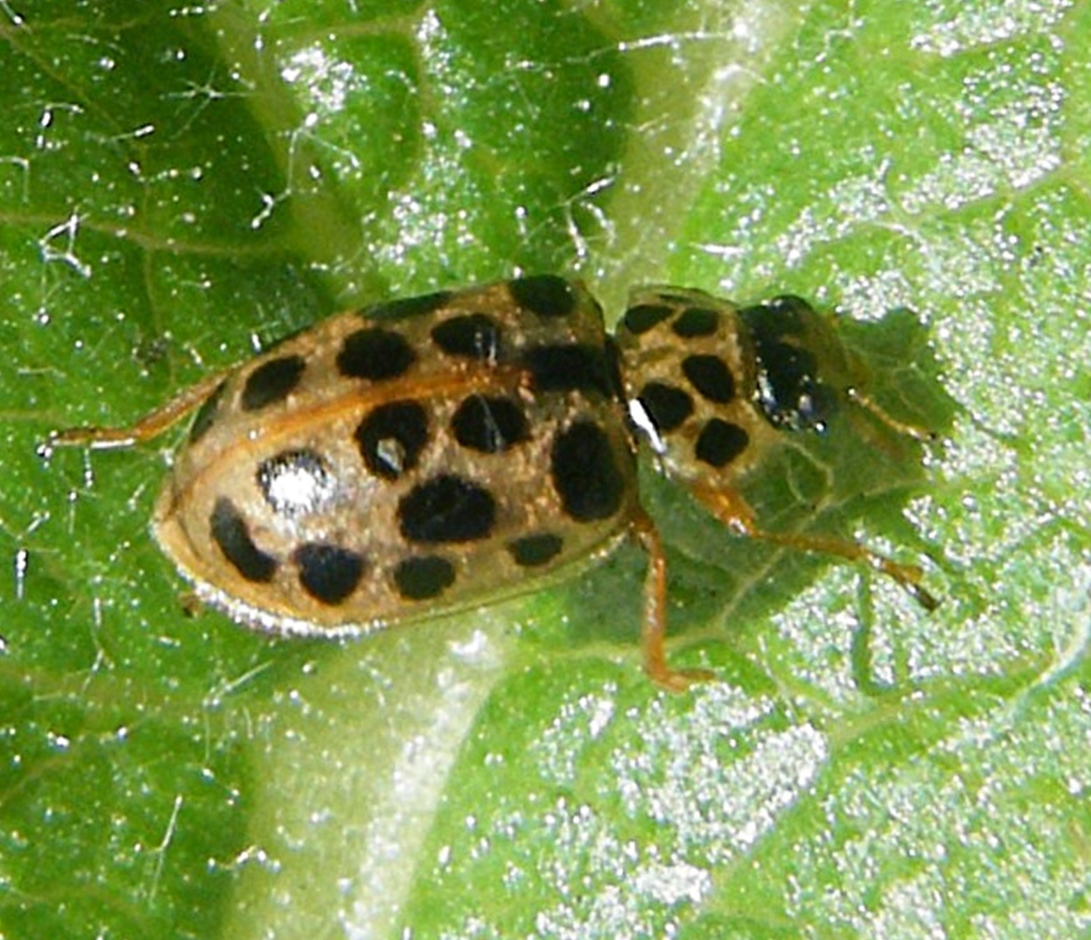 Water Ladybird | NatureSpot