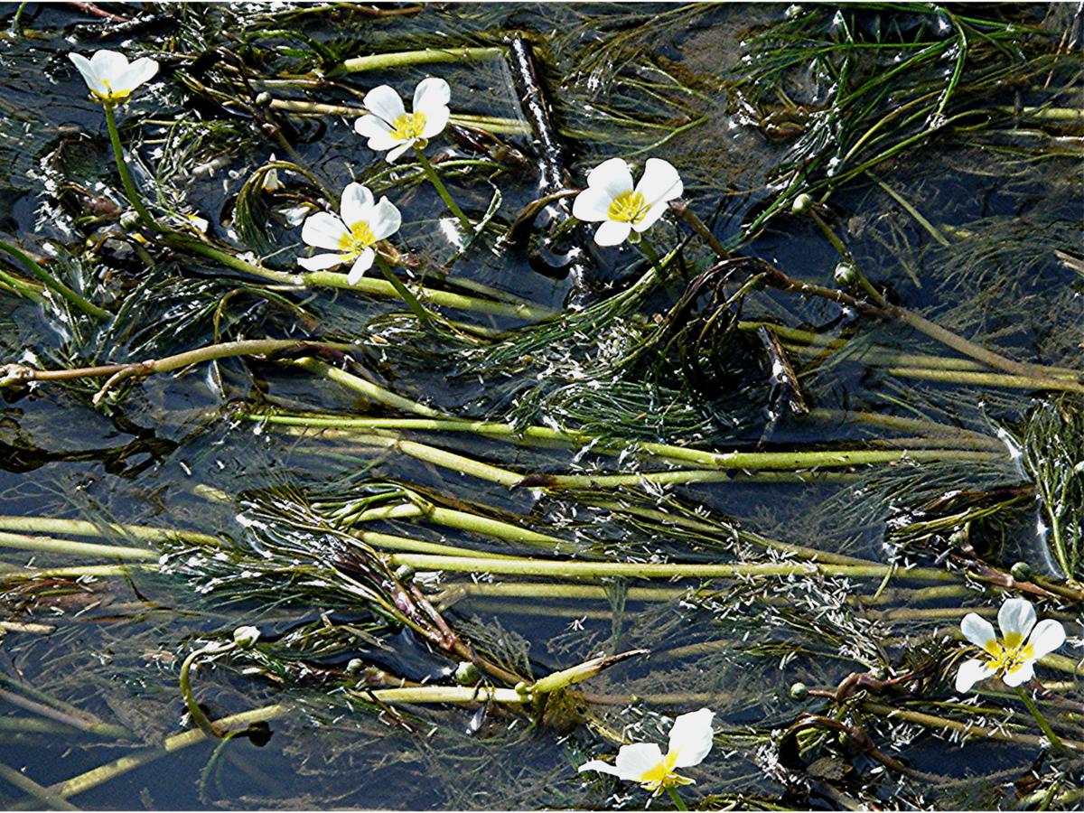 River Water-crowfoot | NatureSpot