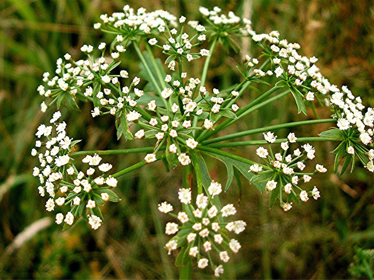 Lesser Water-parsnip | NatureSpot
