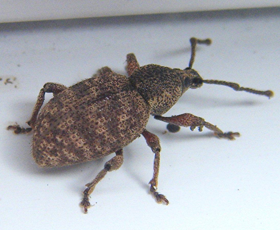 Clay-coloured Weevil | NatureSpot