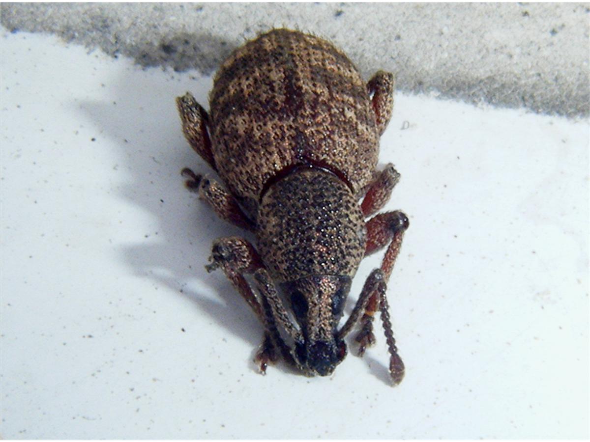 Clay-coloured Weevil | NatureSpot