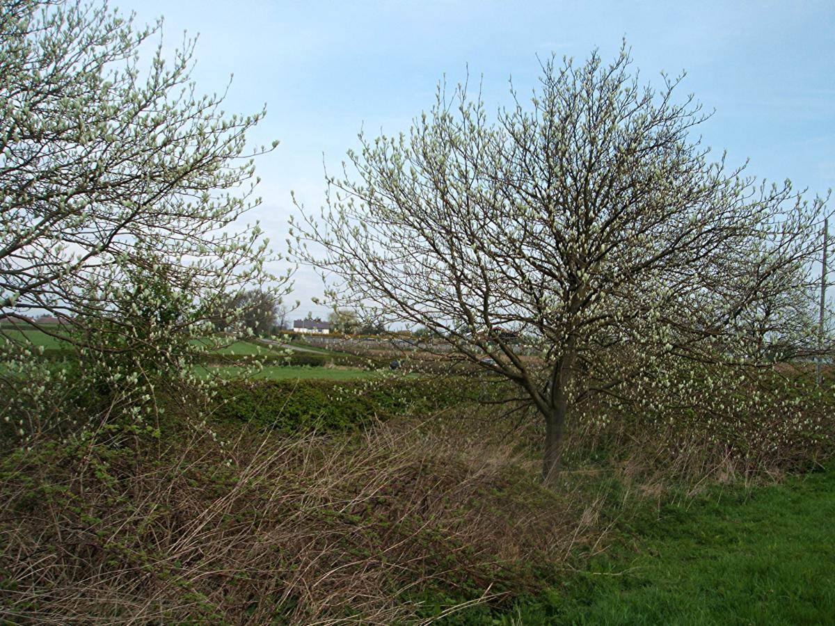 Common Whitebeam agg. | NatureSpot