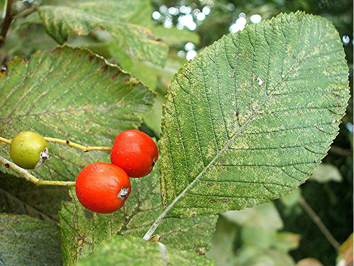 Common Whitebeam agg. | NatureSpot