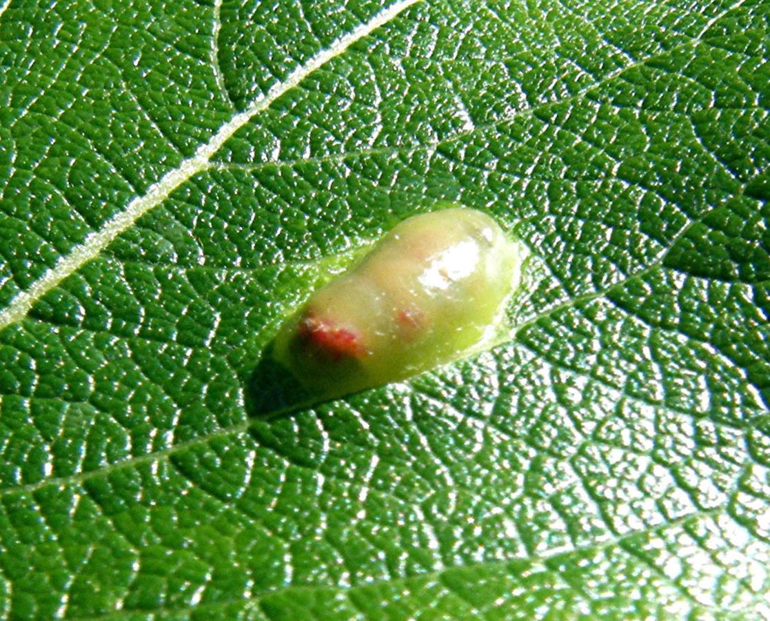 Euura bridgmanii | NatureSpot