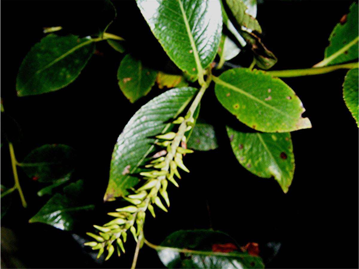 Bay Willow | NatureSpot