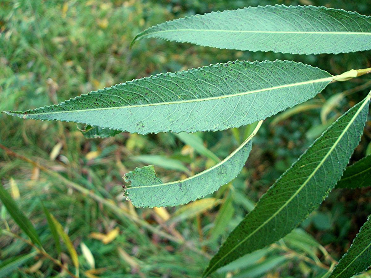 Hybrid Crack-willow | NatureSpot