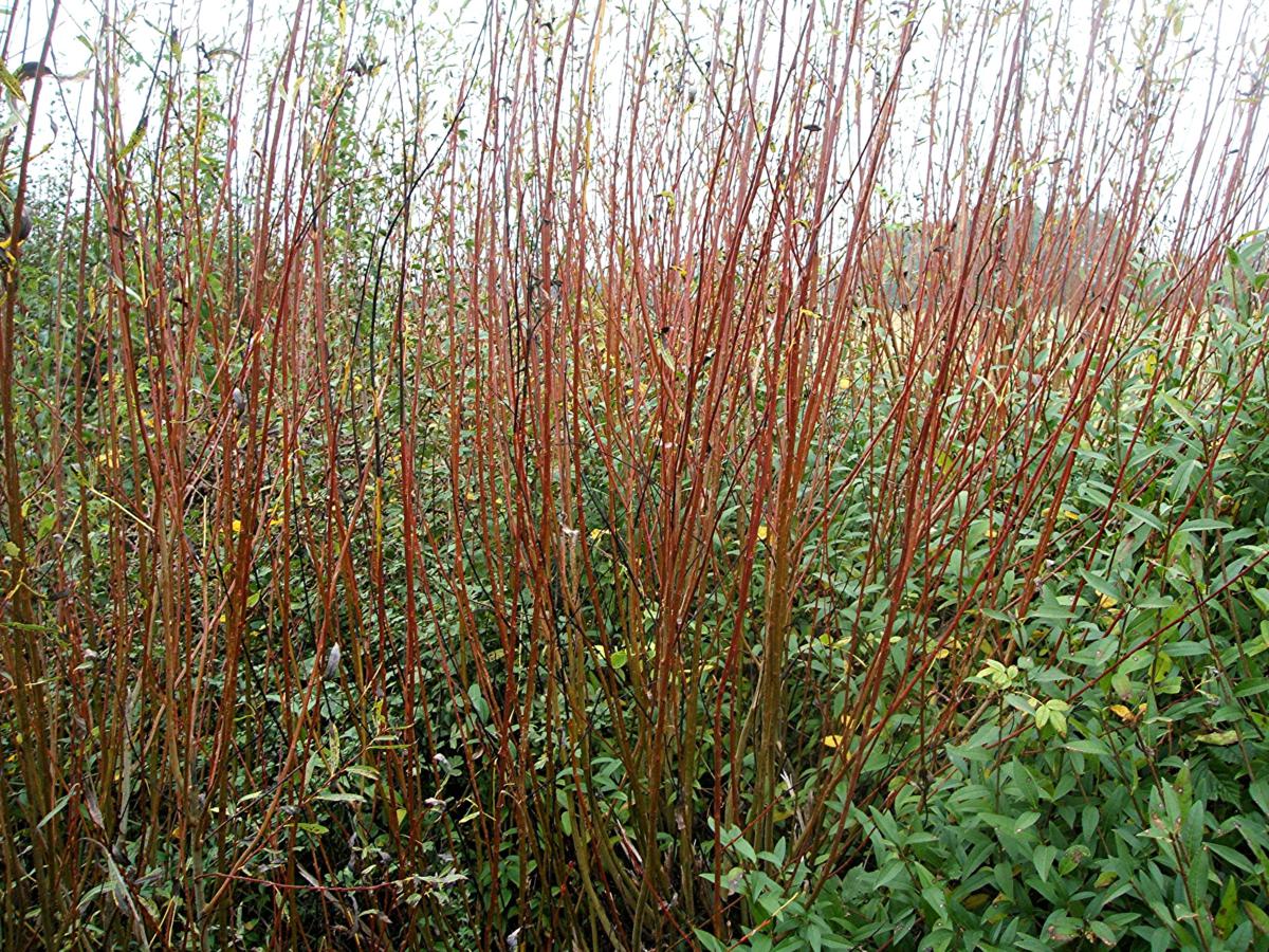 Purple Willow | NatureSpot