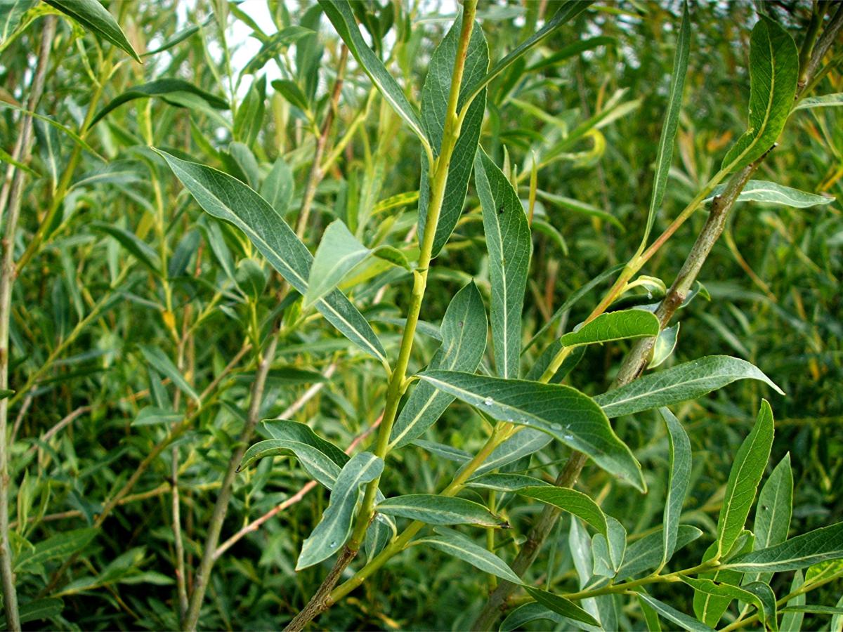 Purple Willow | NatureSpot