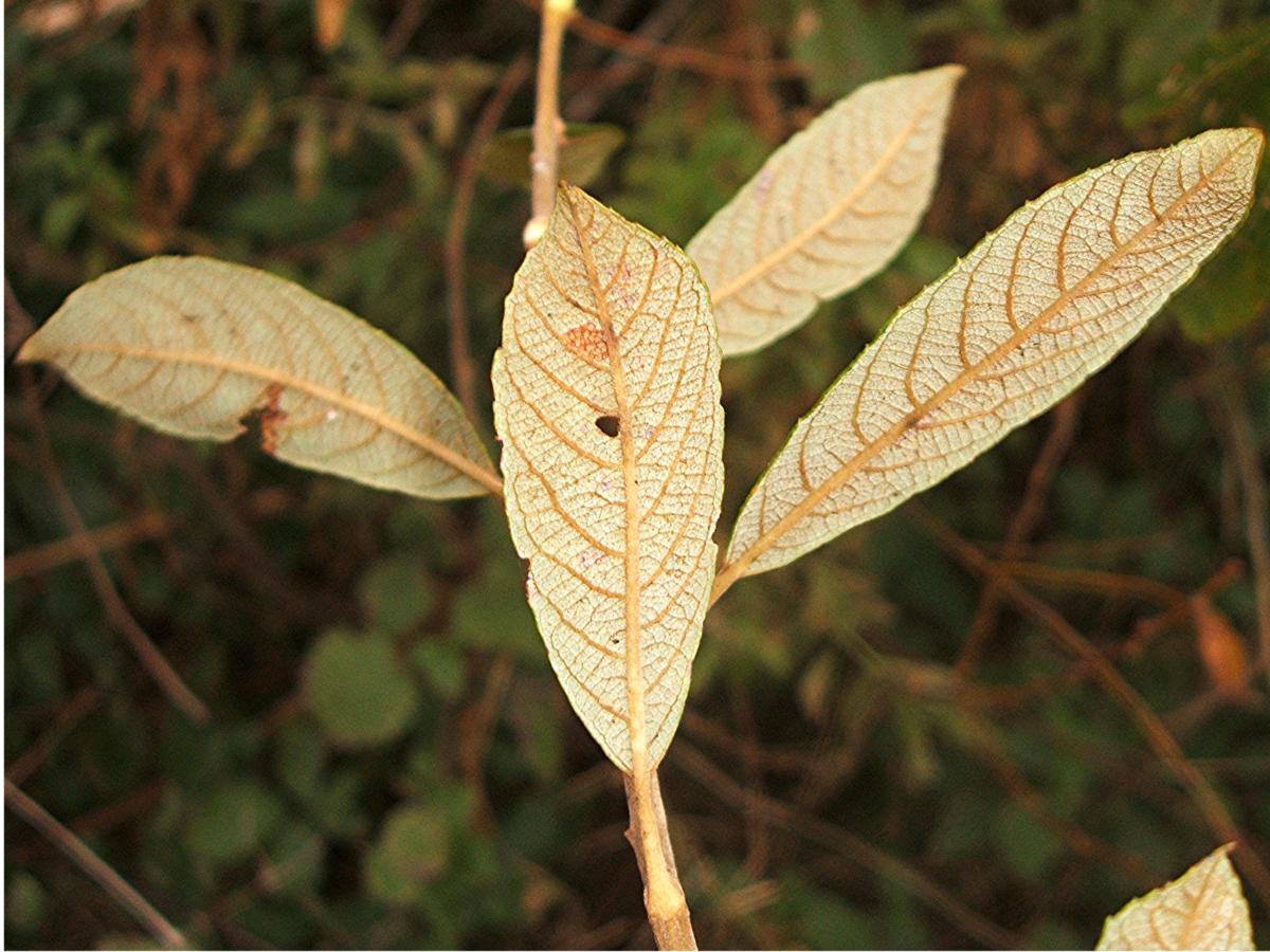 Rusty Willow | NatureSpot
