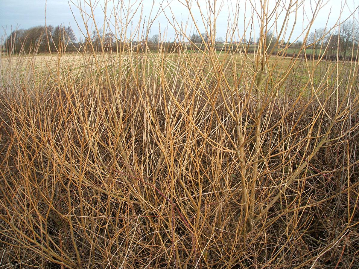 Eastern Crack-willow | NatureSpot