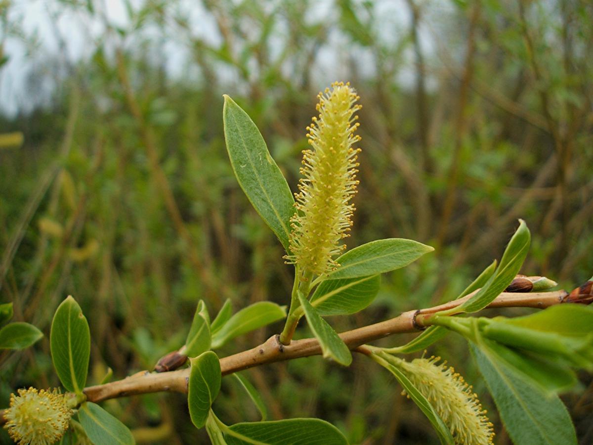 Eastern Crack-willow | NatureSpot
