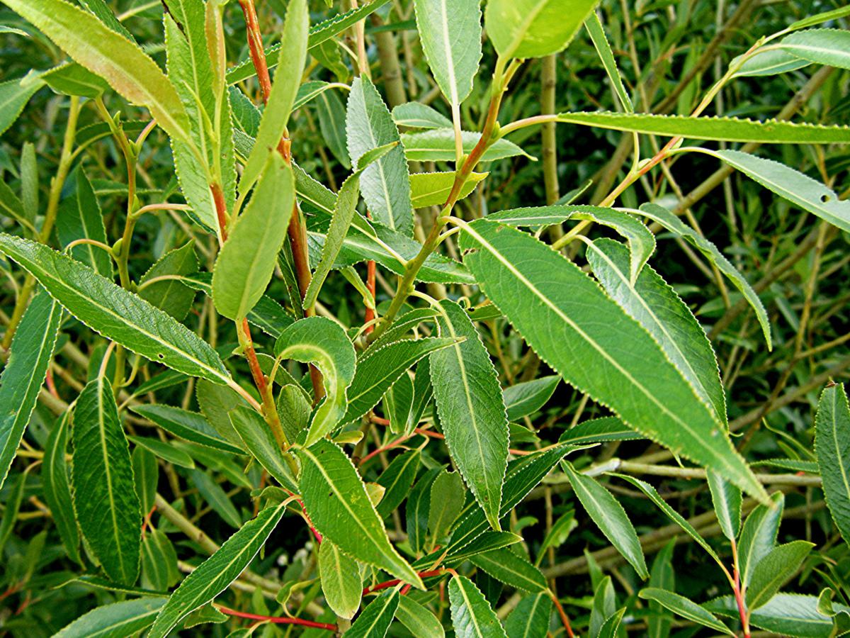 Eastern Crack-willow | NatureSpot