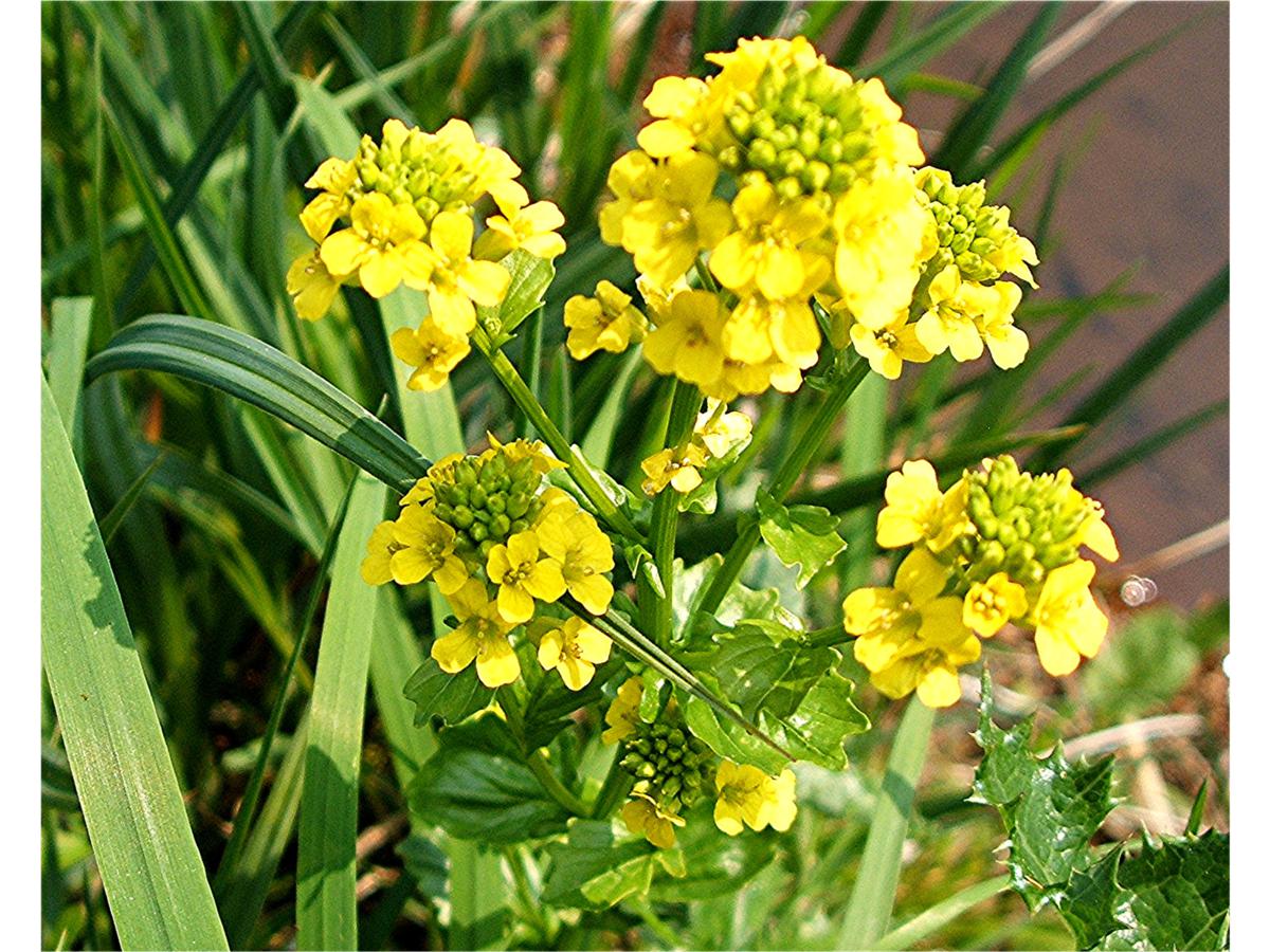 Winter-cress | NatureSpot