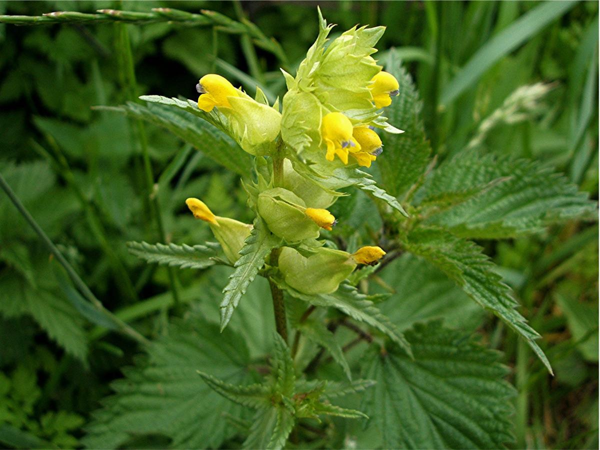 Yellow-rattle | NatureSpot