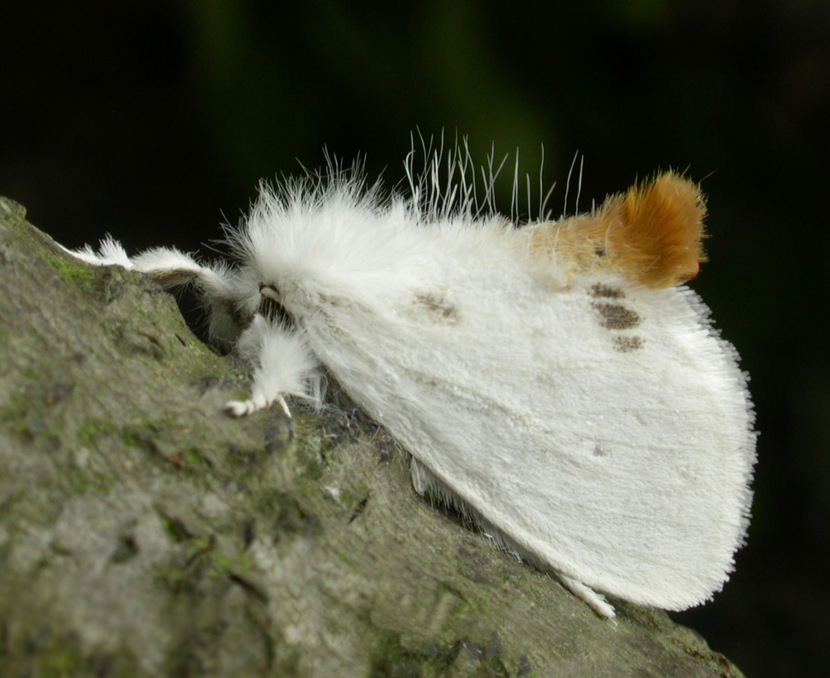 Yellow-tail | NatureSpot
