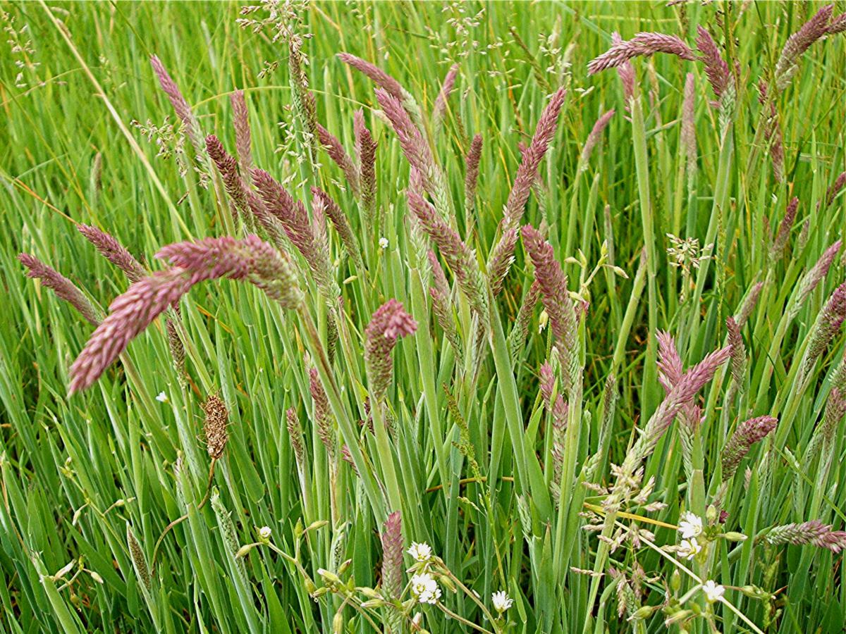 Yorkshire-fog | NatureSpot