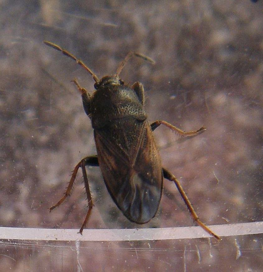 Megalonotus emarginatus | NatureSpot