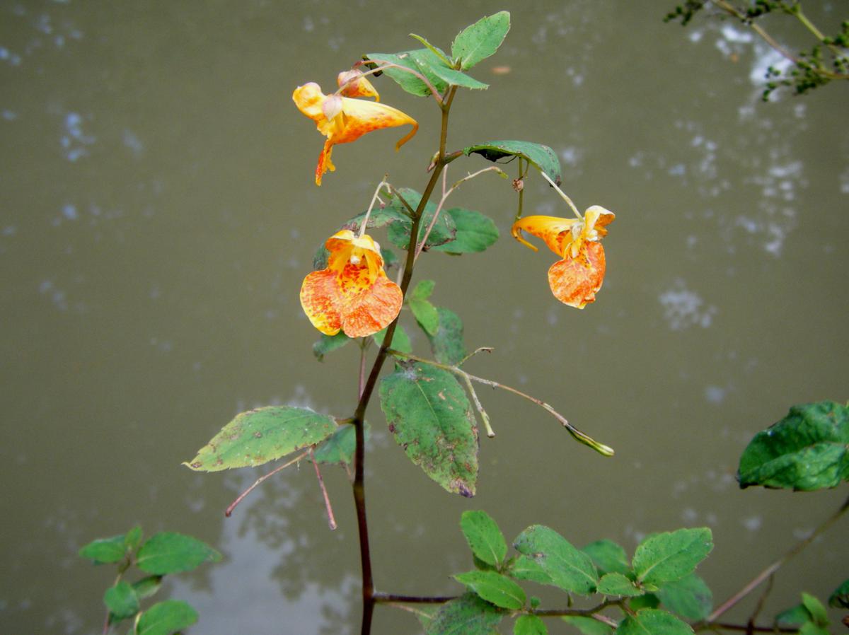 Orange Balsam | NatureSpot