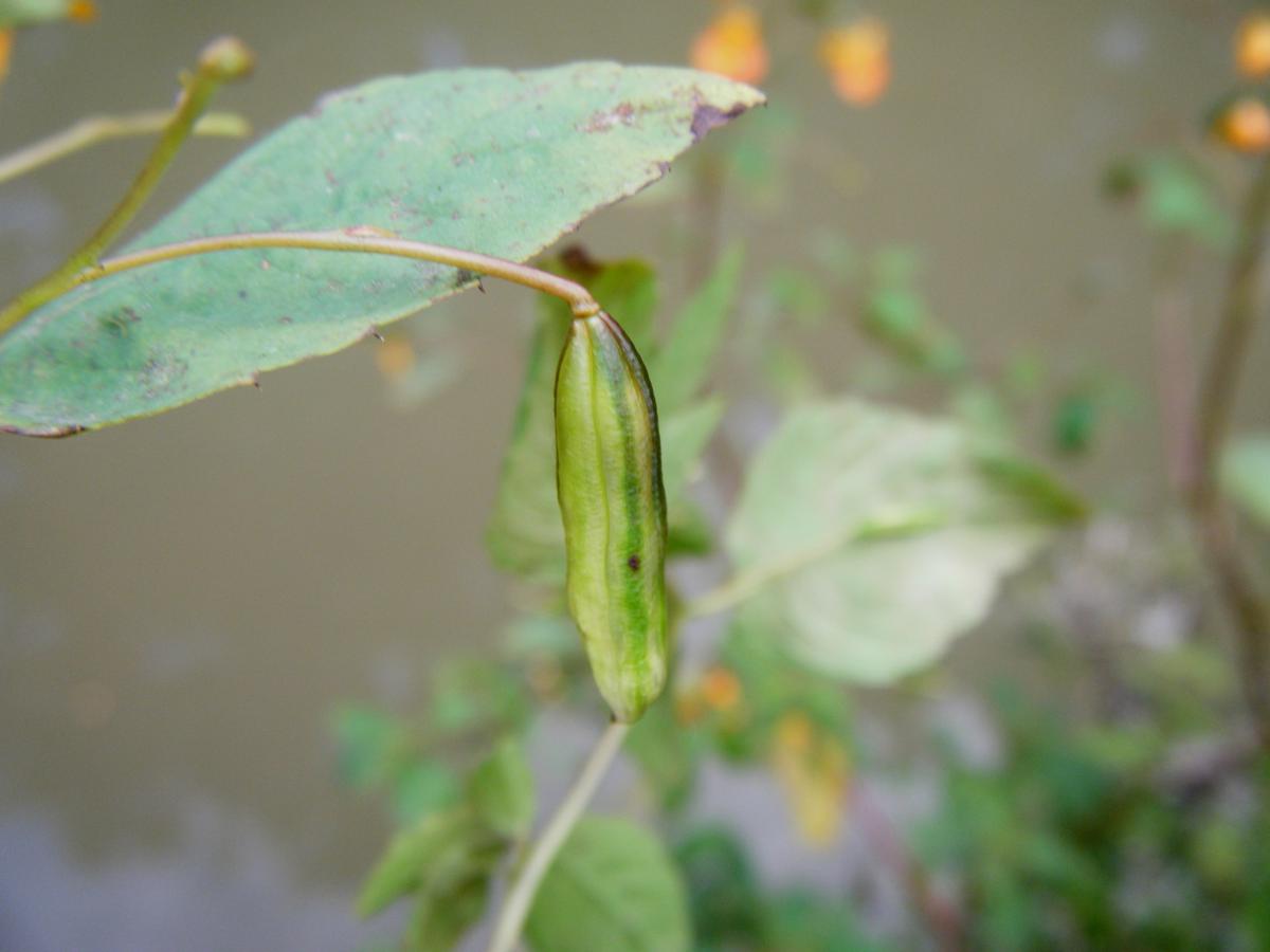 Orange Balsam | NatureSpot