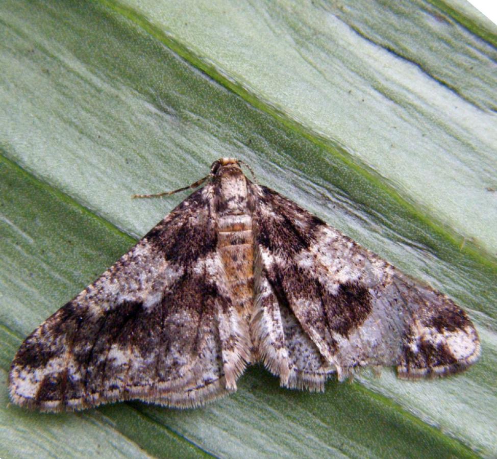 Spring Usher | NatureSpot