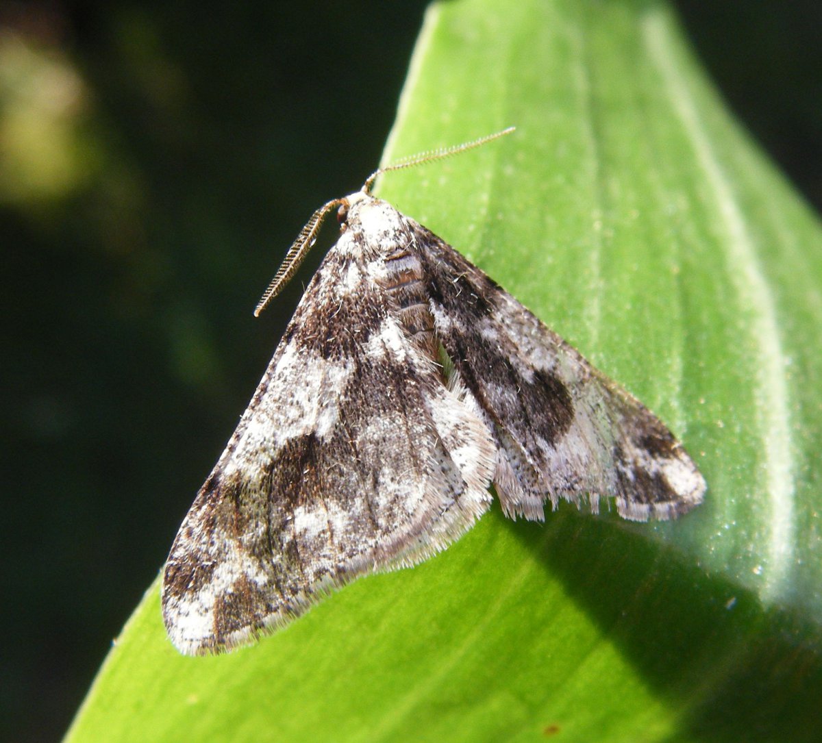 Spring Usher | NatureSpot