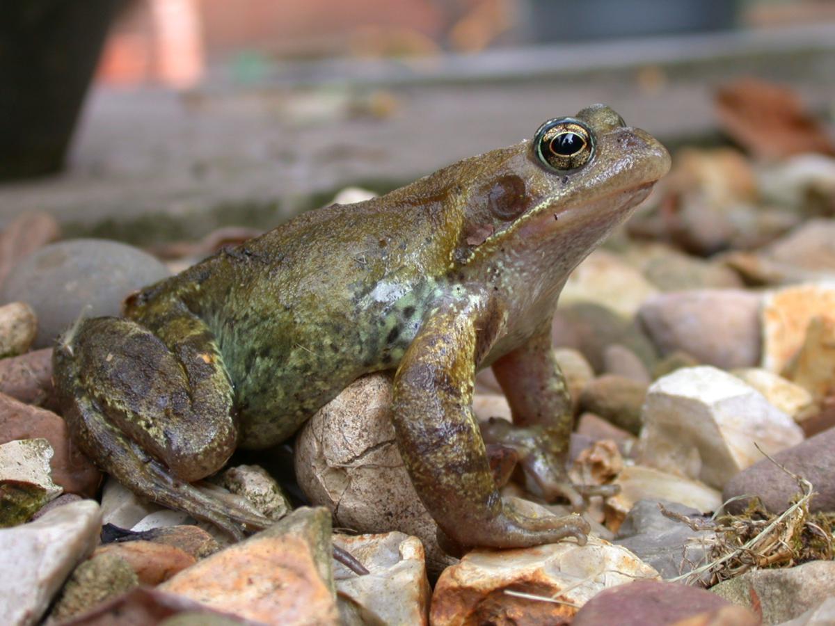 Common Frog | NatureSpot