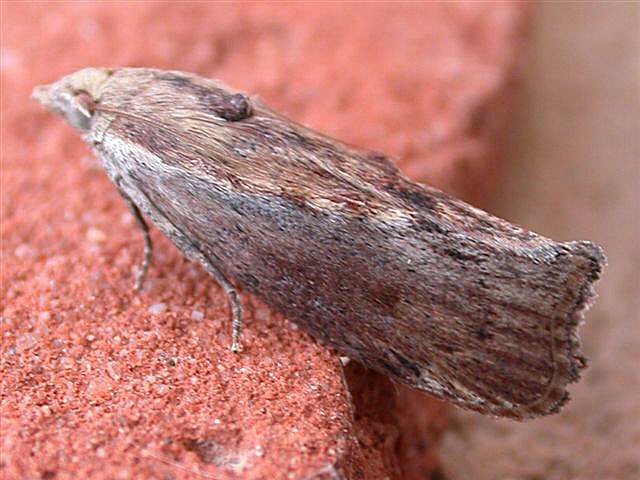 wax worm moth