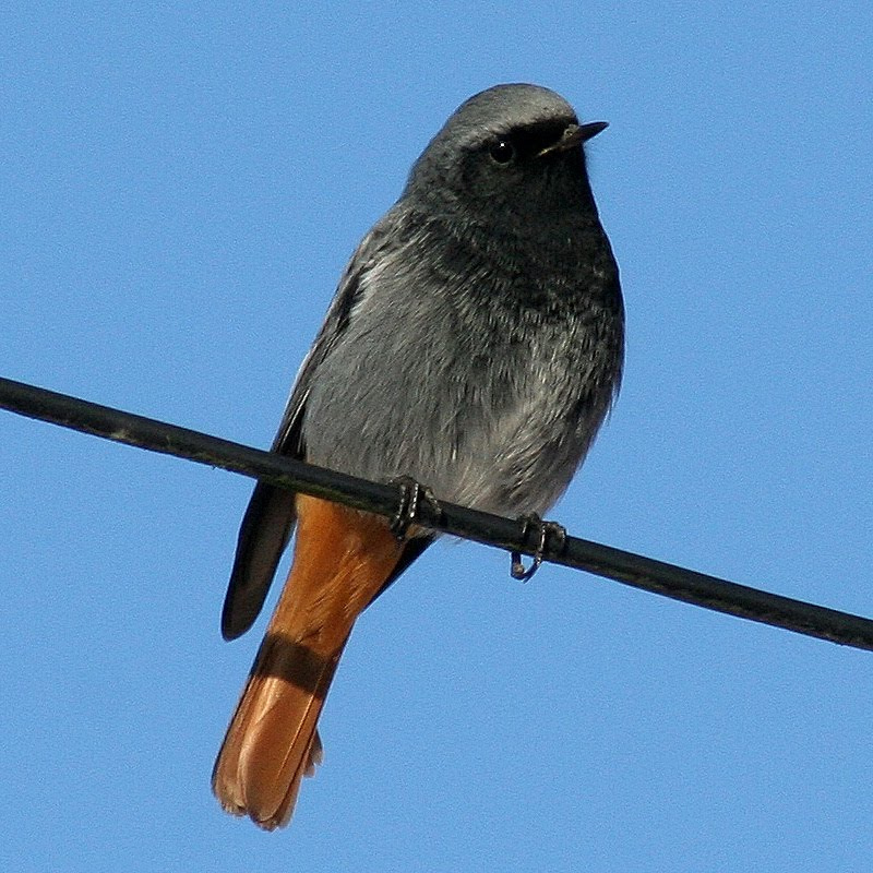 Black Redstart | NatureSpot